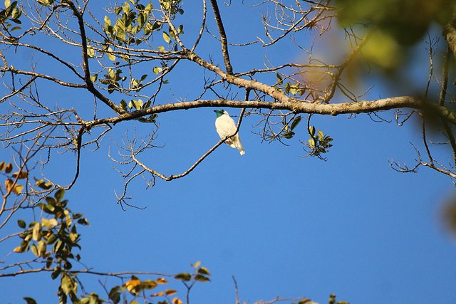 Foto araponga (Procnias nudicollis) Por Francisco Gomes | Wiki Aves - A ...