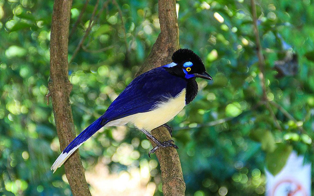 Foto gralha-picaça (Cyanocorax chrysops) Por Geraldo Luiz | Wiki Aves ...