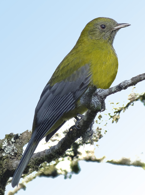 saudade-de-asa-cinza (Lipaugus conditus) | WikiAves - A Enciclopédia ...