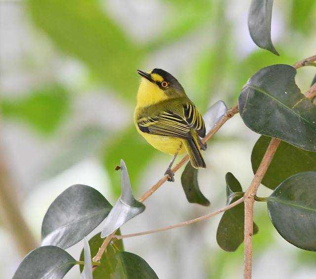 Foto teque-teque (Todirostrum poliocephalum) Por Karolina Moreira ...