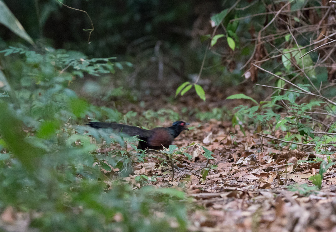 Foto jacu-estalo-de-asa-vermelha (Neomorphus rufipennis) Por Hartur ...