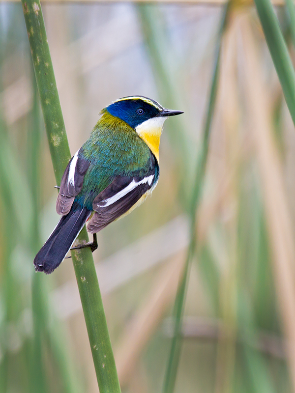 Foto papa-piri (Tachuris rubrigastra) Por Sergio Gregorio | Wiki Aves ...