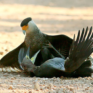 carcará (Caracara plancus) | WikiAves - A Enciclopédia das Aves do Brasil