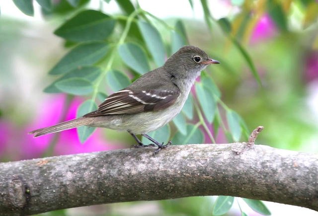 Foto tuque-pium (Elaenia parvirostris) Por Oscar Abener Fenalti | Wiki ...