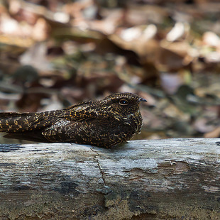bacurau-de-lajeado (Nyctidromus nigrescens) | WikiAves - A Enciclopédia ...