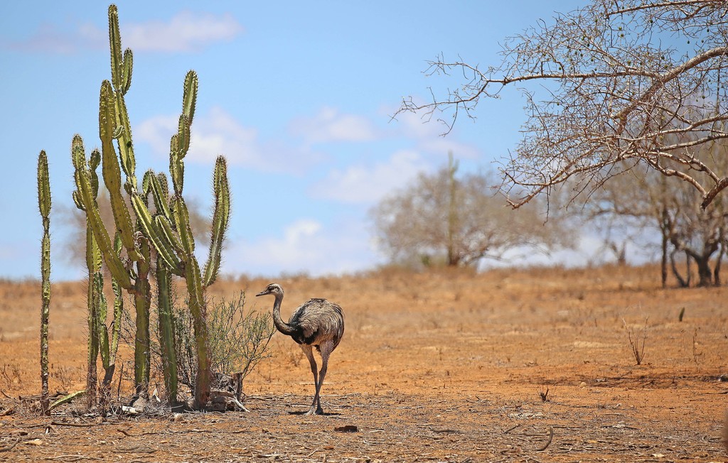 Foto ema (Rhea americana) Por Almir Tavora | Wiki Aves - A Enciclopédia ...