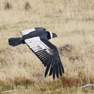 condor-dos-andes (Vultur gryphus) | WikiAves - A Enciclopédia das Aves ...