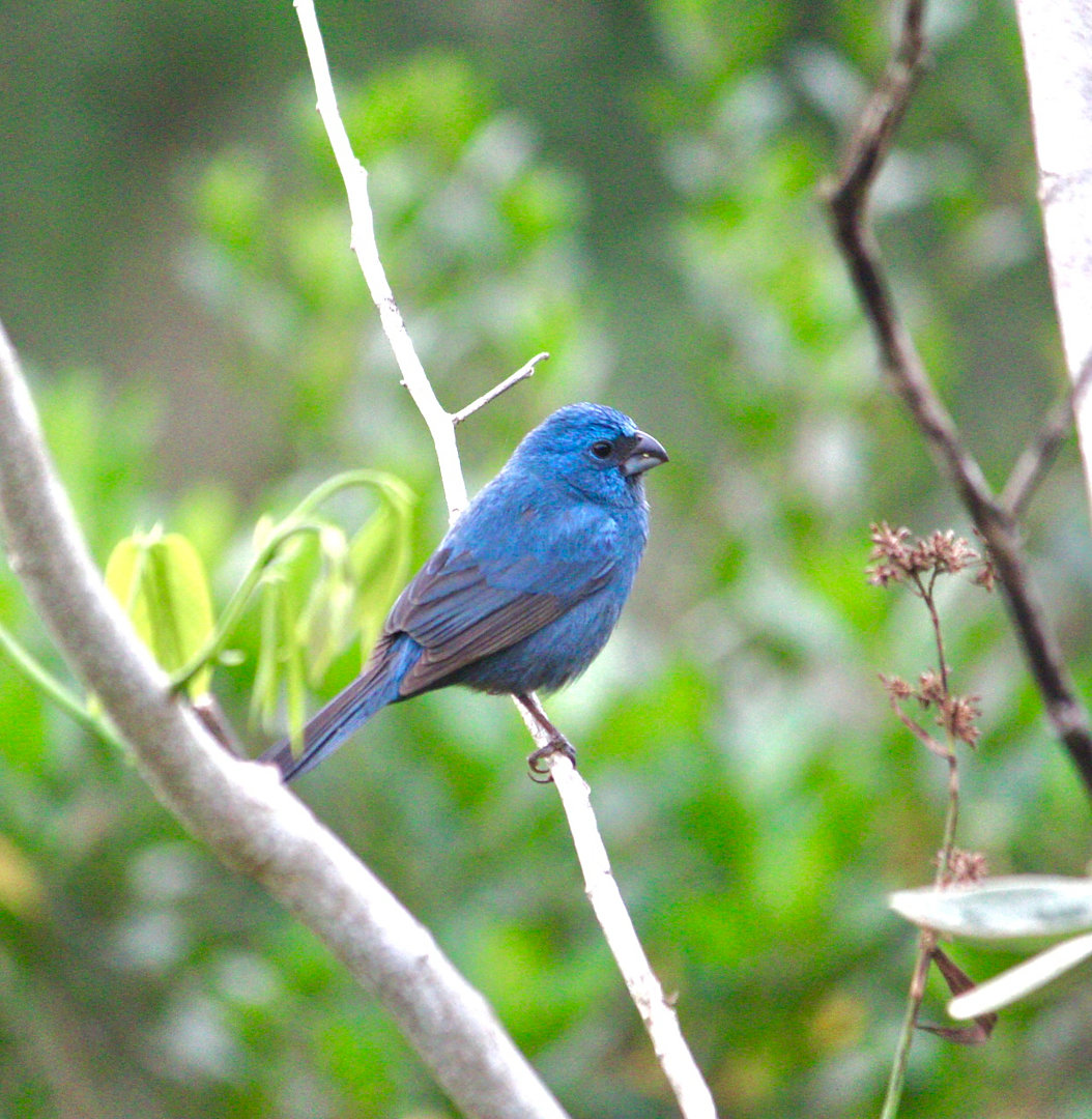 Foto azulinho (Cyanoloxia glaucocaerulea) Por Amauri Leite | Wiki Aves ...