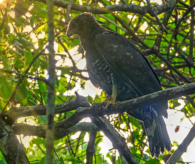 Foto uiraçu (Morphnus guianensis) Por Christopher Borges | Wiki Aves ...