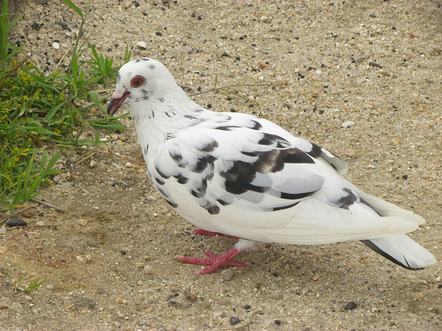 Foto pombo-doméstico (Columba livia) Por Bruno Cesar | Wiki Aves - A ...