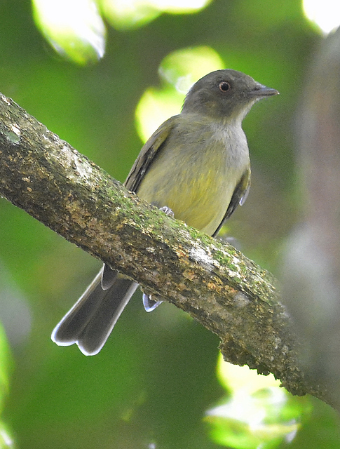 fruxu-de-barriga-amarela (Neopelma sulphureiventer) | WikiAves - A ...