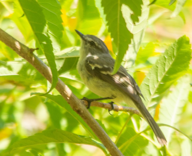 Foto alegrinho (Serpophaga subcristata) Por José Pireni | Wiki Aves - A ...