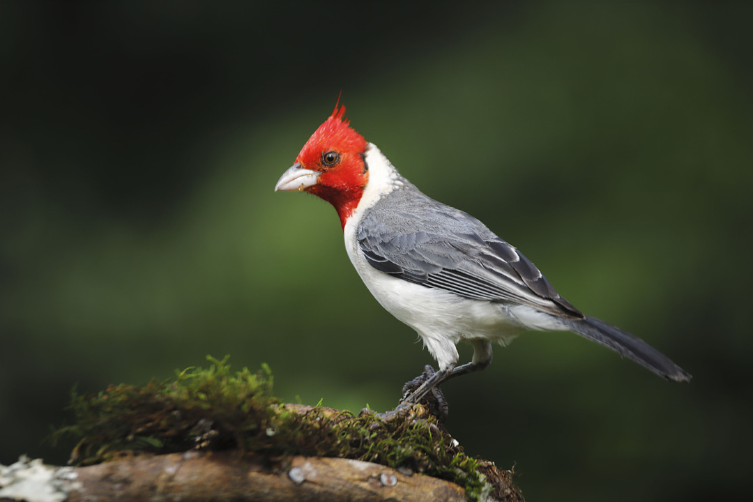 Foto cardeal (Paroaria coronata) Por Valdemiro Schauren | Wiki Aves - A ...