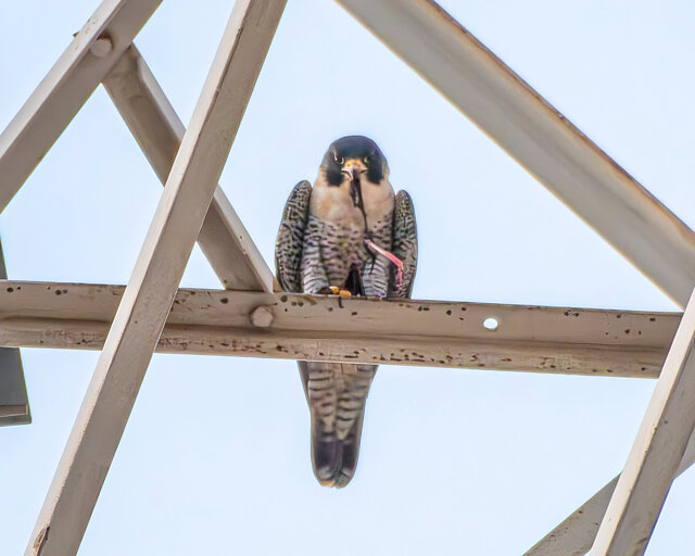 Foto falcão-peregrino (Falco peregrinus) Por Alexandre Câmara | Wiki ...