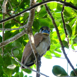arapapá (Cochlearius cochlearius) | WikiAves - A Enciclopédia das Aves ...