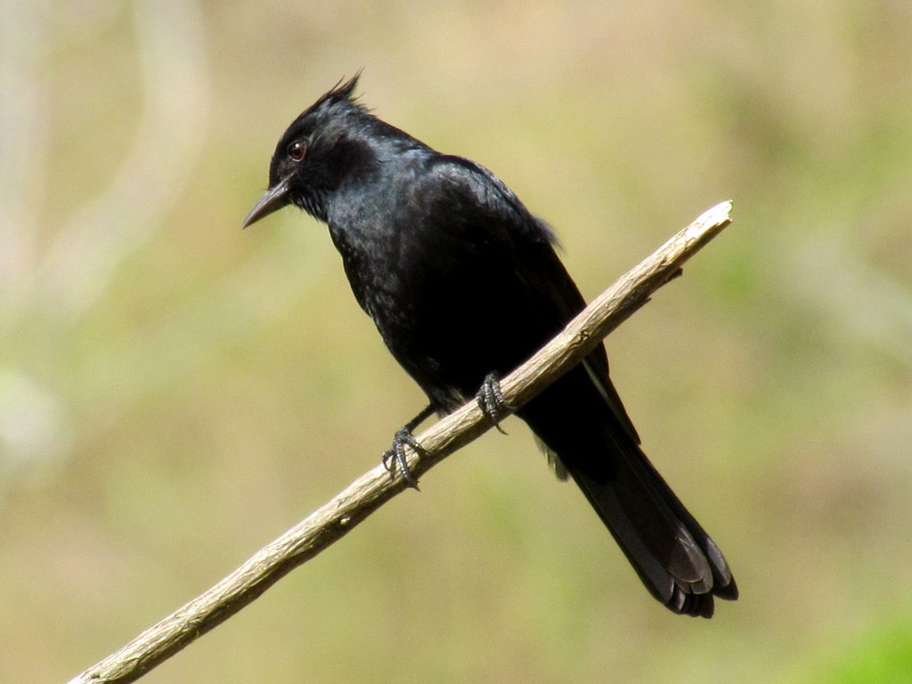 Foto maria-preta-de-penacho (Knipolegus lophotes) Por Larissa Nema ...
