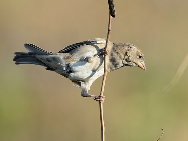 Foto pardal (Passer domesticus) Por Emerson Kaseker | Wiki Aves - A ...