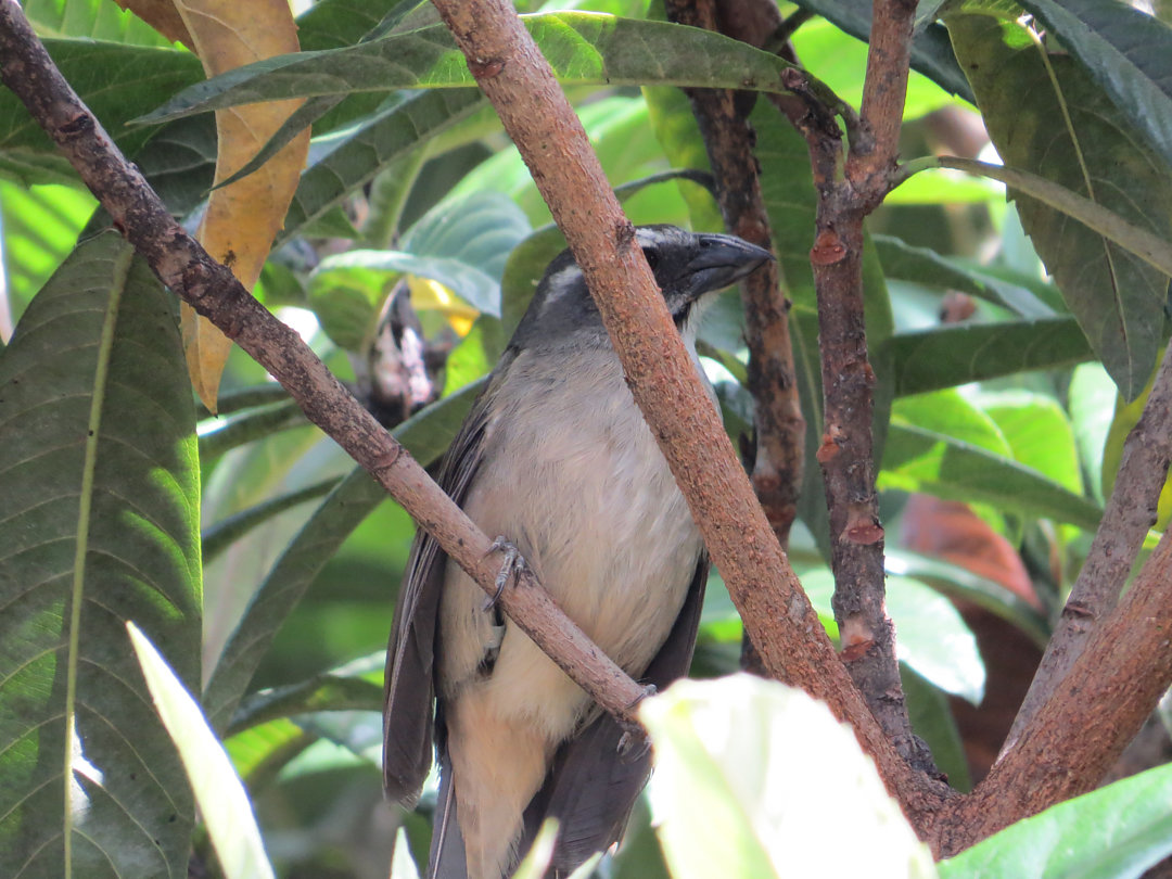 Foto trinca-ferro (Saltator similis) Por Marcel Cruz | Wiki Aves - A ...