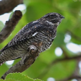 bacurau-norte-americano (Chordeiles minor) | WikiAves - A Enciclopédia ...