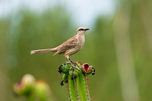 Foto sabiá-do-campo (Mimus saturninus) Por Evaldo Cesari | Wiki Aves ...