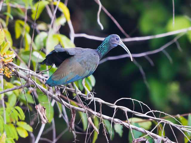 Foto coró-coró (Mesembrinibis cayennensis) Por Sergio Gregorio | Wiki ...