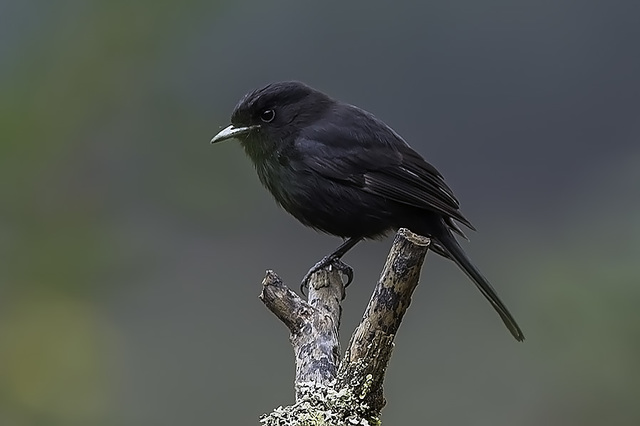 maria-preta-bate-rabo (Knipolegus aterrimus) | WikiAves - A ...