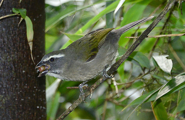 trinca-ferro (Saltator similis) | WikiAves - A Enciclopédia das Aves do ...