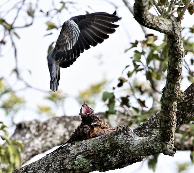 Foto tuju (Lurocalis semitorquatus) Por Viviane De Luccia | Wiki Aves ...