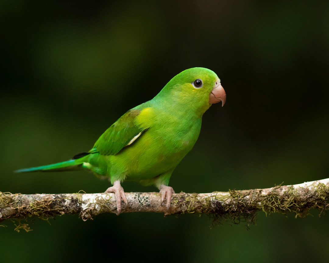 Foto periquito-rico (Brotogeris tirica) Por Marcelo Figueiroa | Wiki ...