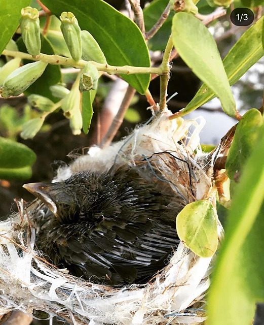 Foto chupim (Molothrus bonariensis) Por Henrique P. Santos | Wiki Aves ...