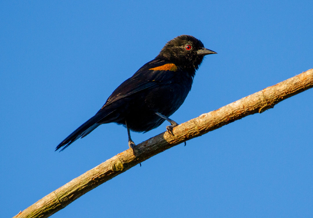 Foto encontro (Icterus pyrrhopterus) Por Thiago F. Martins | Wiki Aves ...
