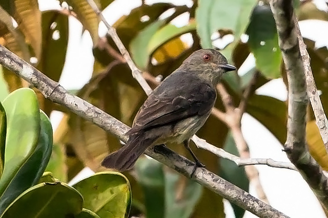 Foto maria-preta-de-cauda-ruiva (Knipolegus poecilurus) Por Marco ...