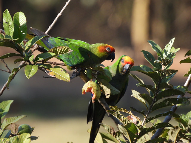 Foto jandaia-de-testa-vermelha (Aratinga auricapillus) Por José ...