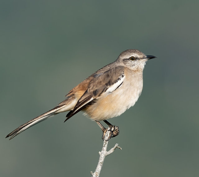 Foto calhandra-de-três-rabos (Mimus triurus) Por Marcos Guirado | Wiki ...