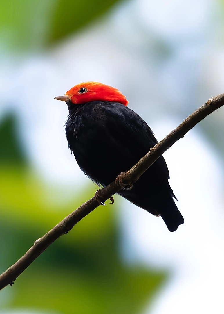 Foto cabeça-encarnada (Ceratopipra rubrocapilla) Por Paulo Cunha ...