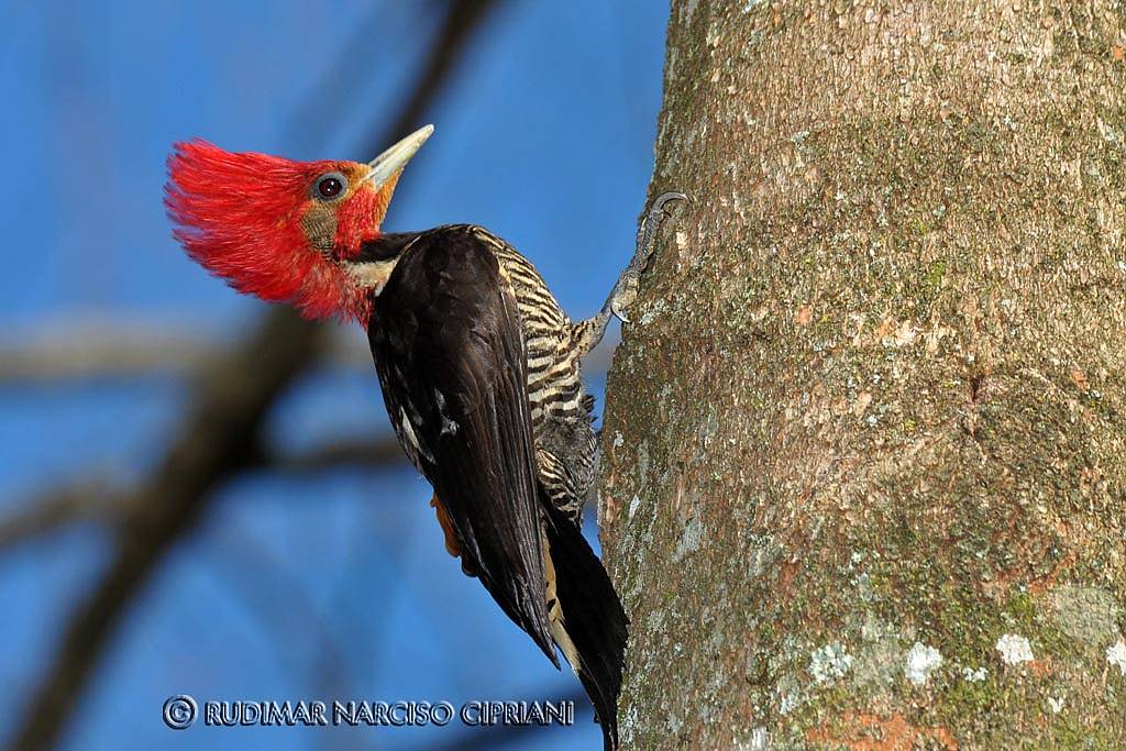 Foto pica-pau-de-cara-canela (Celeus galeatus) Por Rudimar Cipriani | Wiki Aves - A Enciclopédia ...