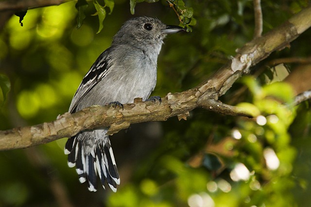 Foto choca-de-sooretama (Thamnophilus ambiguus) Por Ruy Salaverry ...