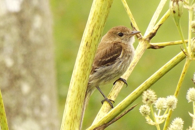 Foto filipe (Myiophobus fasciatus) Por Ives Vergara | Wiki Aves - A ...