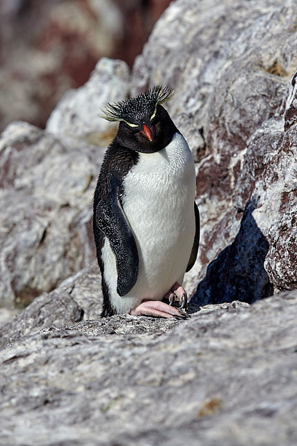 Foto pinguim-de-penacho-amarelo (Eudyptes chrysocome) Por Rudimar ...