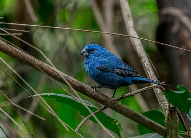 Foto azulinho (Cyanoloxia glaucocaerulea) Por David Carmo | Wiki Aves ...