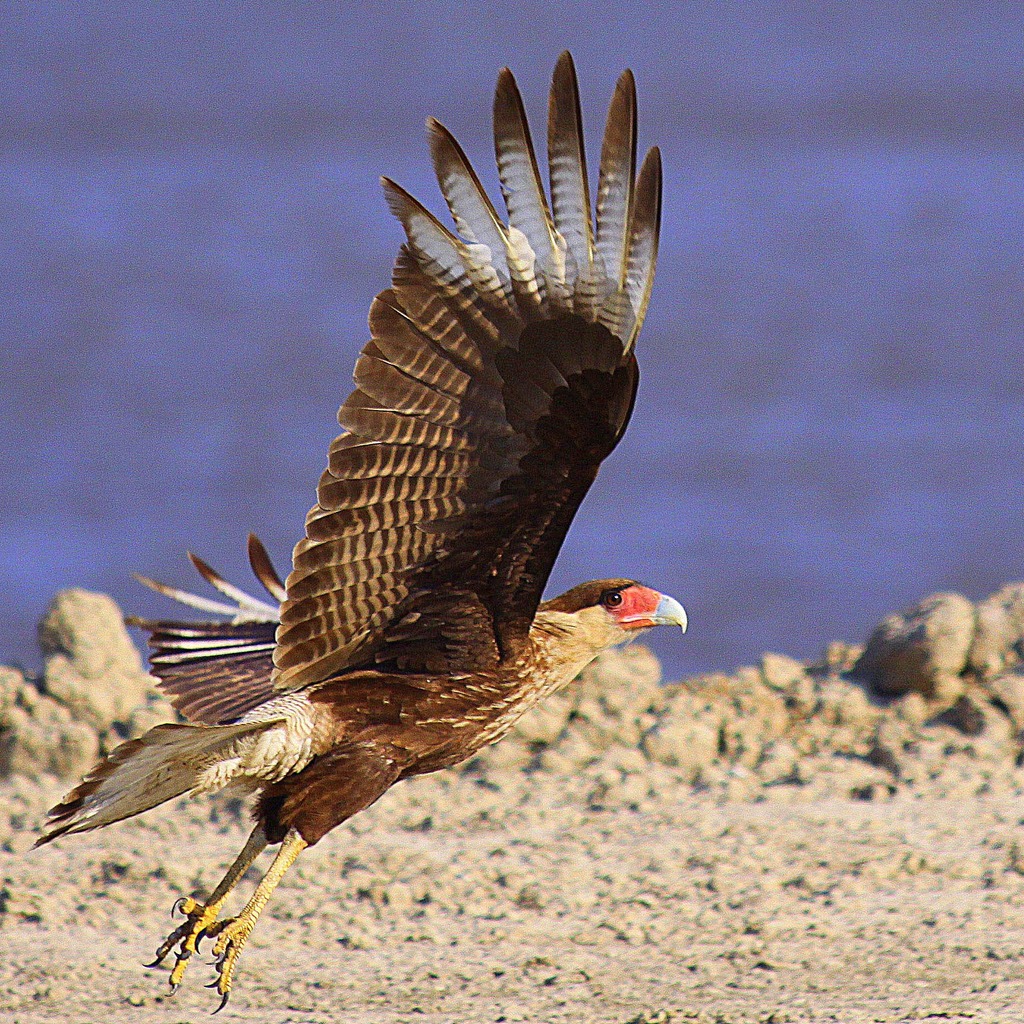 Foto carcará (Caracara plancus) Por Vera Méo | Wiki Aves - A ...