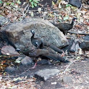 jacucaca (Penelope jacucaca) | WikiAves - A Enciclopédia das Aves do Brasil