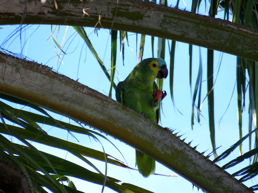 Foto papagaio-verdadeiro (Amazona aestiva) Por Léo Barbosa | Wiki Aves ...