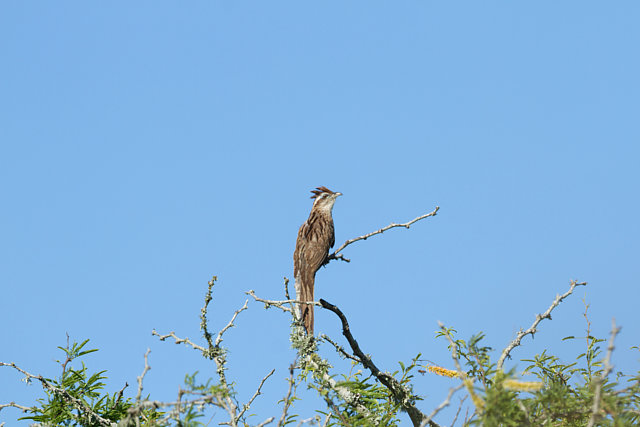 Foto saci (Tapera naevia) Por Bruno Salaroli | Wiki Aves - A ...