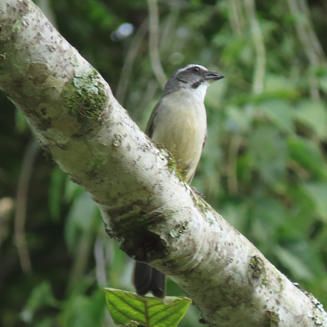 Foto trinca-ferro (Saltator similis) Por Ronaldo Rodrigues de Moraes ...