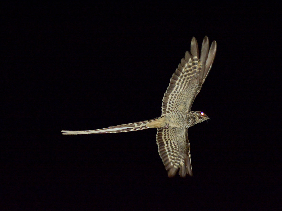 Foto bacurau-tesoura (Hydropsalis torquata) Por Vinícius Domingues ...