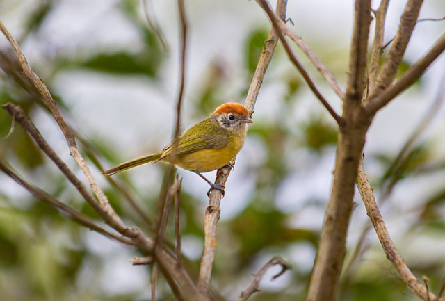 Foto verdinho-coroado (Hylophilus poicilotis) Por Luiz Cláudio Koziol ...