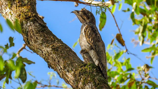Foto urutau (Nyctibius griseus) Por Adriano P. Souza | Wiki Aves - A ...