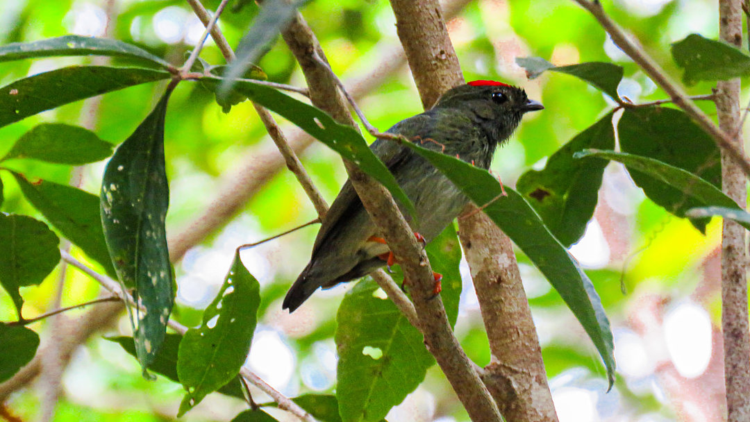 Foto tangará-príncipe (Chiroxiphia pareola) Por Adriano P. Souza | Wiki ...