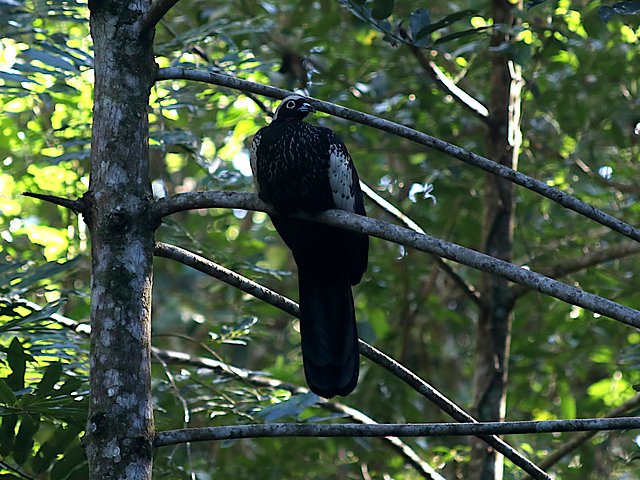 Foto jacutinga (Aburria jacutinga) Por Thiago Pinheiro Rosa | Wiki Aves ...